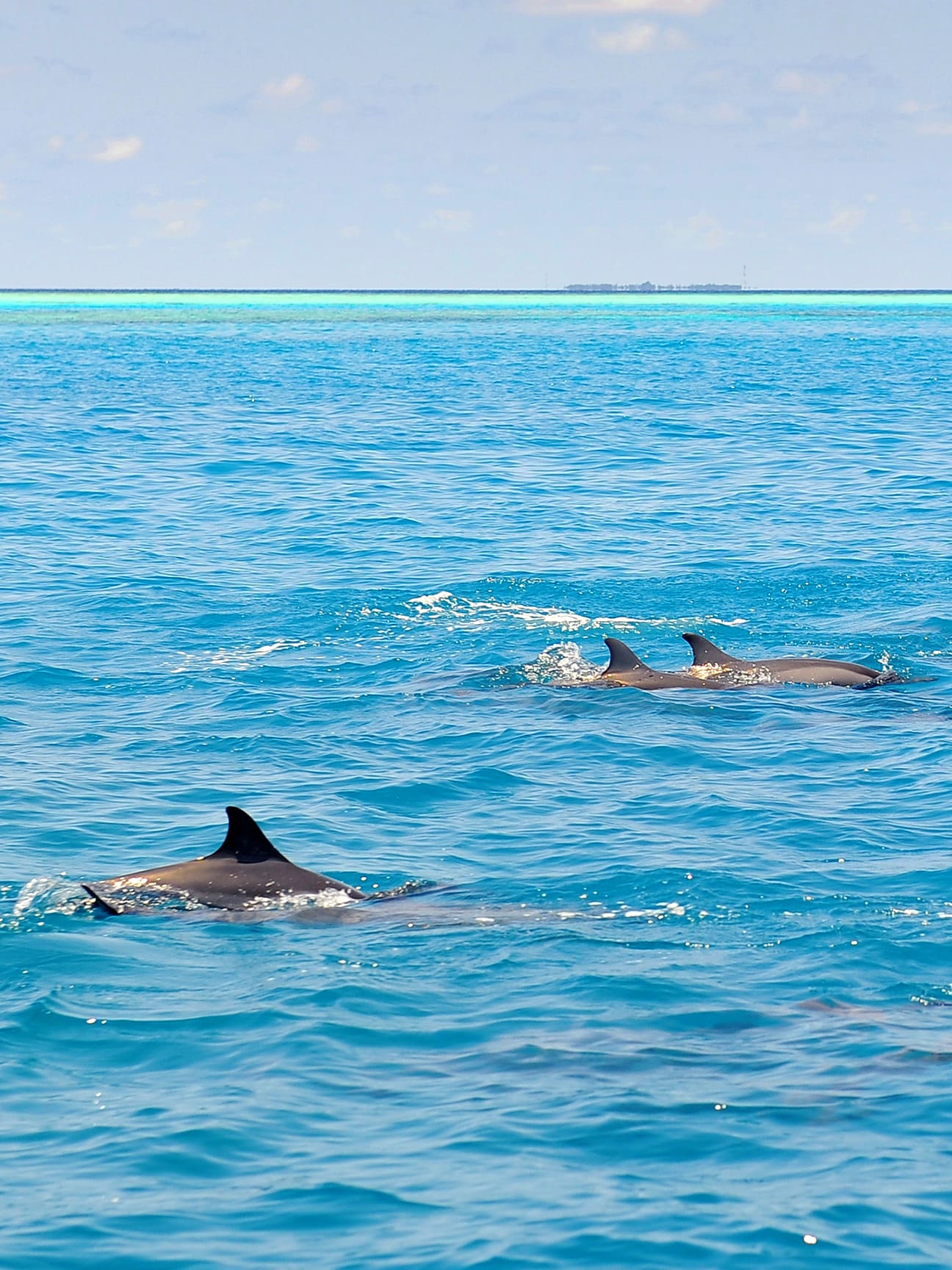 Dolphin Tour in the Maldives | Baglioni Resort Maldives
