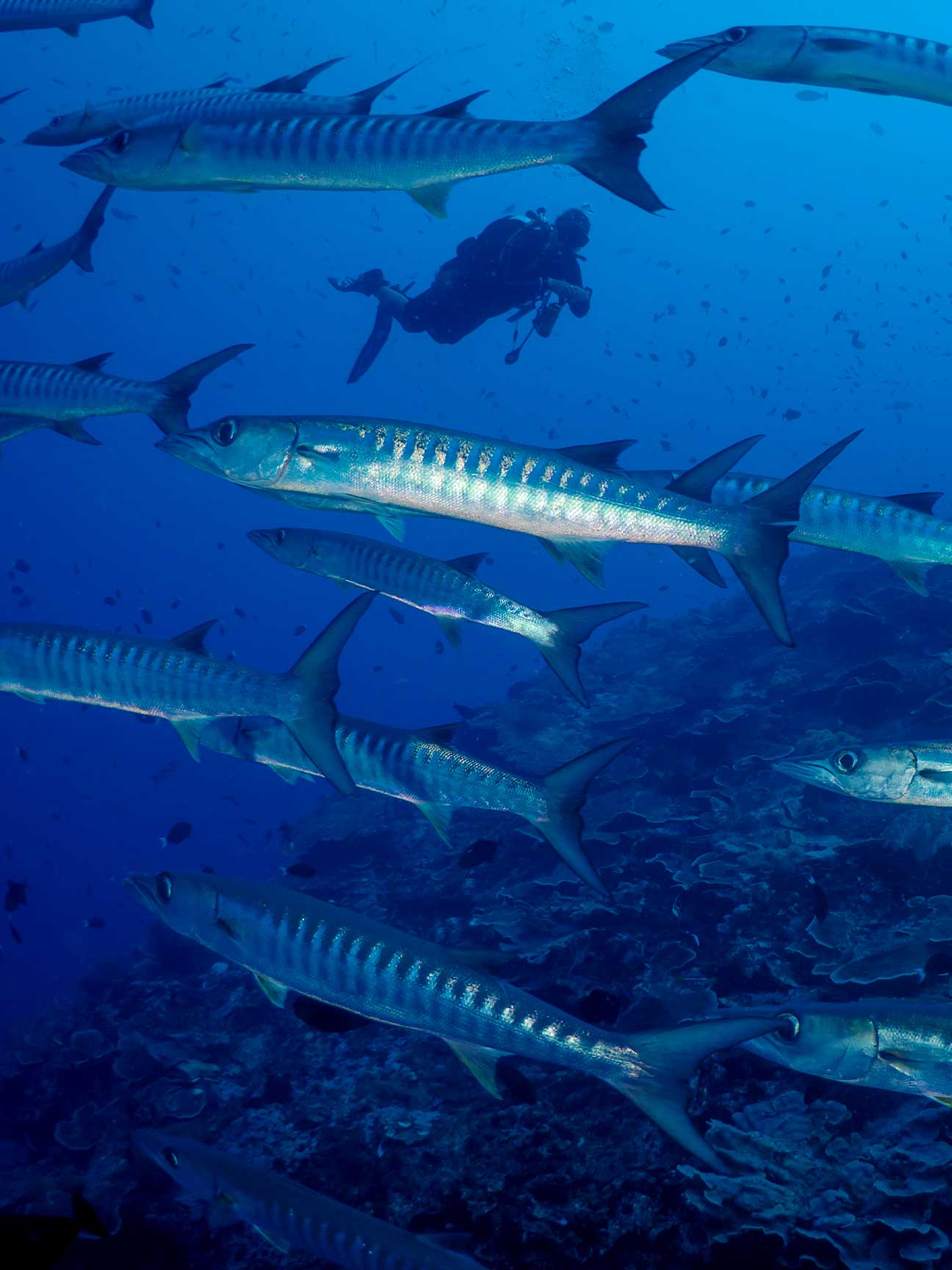 Fishing Expedition Maldives | Baglioni Resort Maldives
